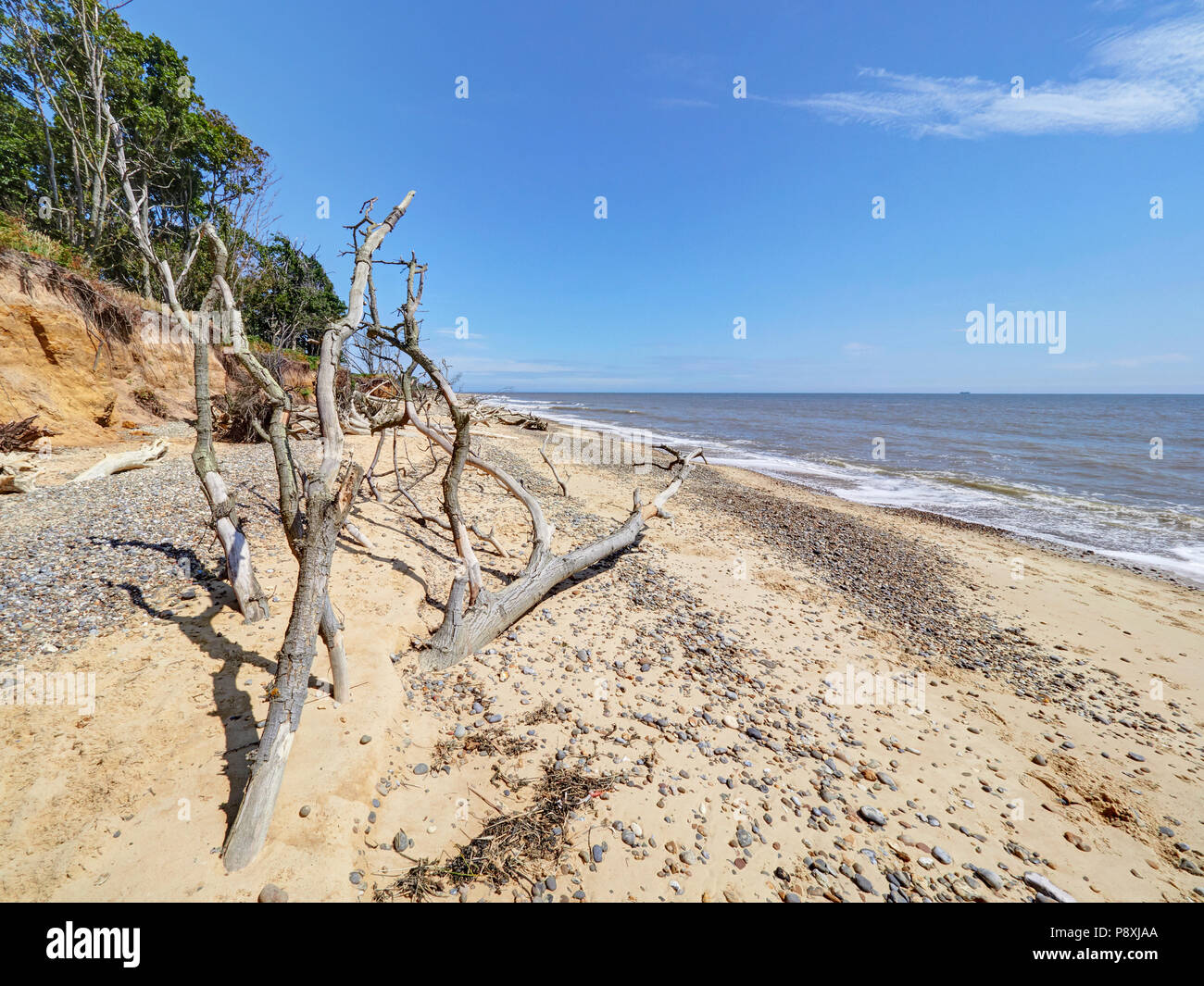 Covehithe beach dead trees and the coastal erosion caused by the North ...
