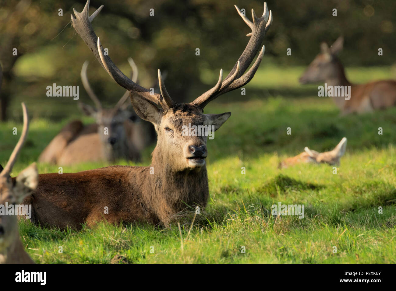Male Red Deer with large antlers, Studley Royal Deer Park, Ripon, North ...