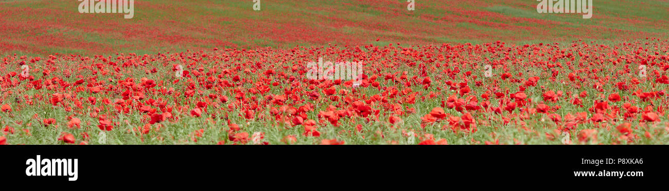 Poppy fields flanders hi-res stock photography and images - Alamy