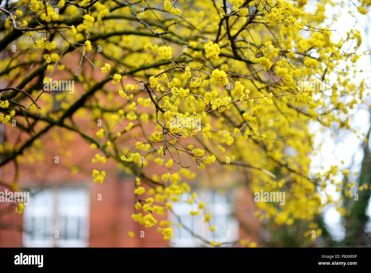 Cornelian Cherry Wood Cornus Mas High Resolution Stock Photography and ...