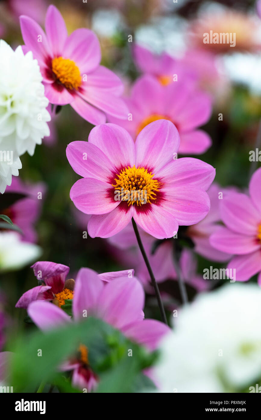 Dahlia wink hi-res stock photography and images - Alamy