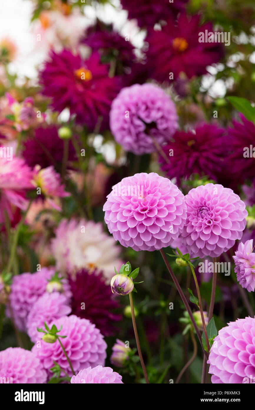 Dahlia robann regal hi-res stock photography and images - Alamy