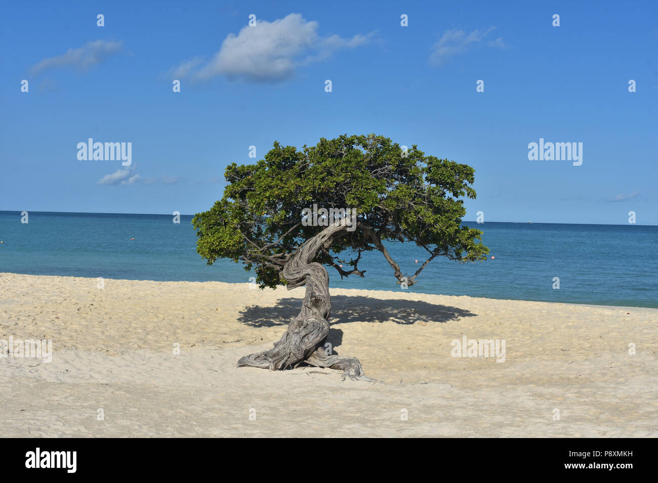 Aruba beach with a beautiful divi divi tree Stock Photo - Alamy