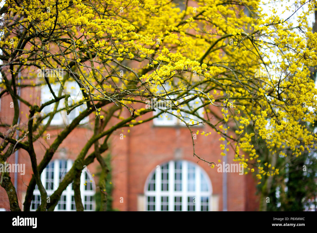 Dogwoods also known as cornus mas, cornelian cherry or european cornel ...