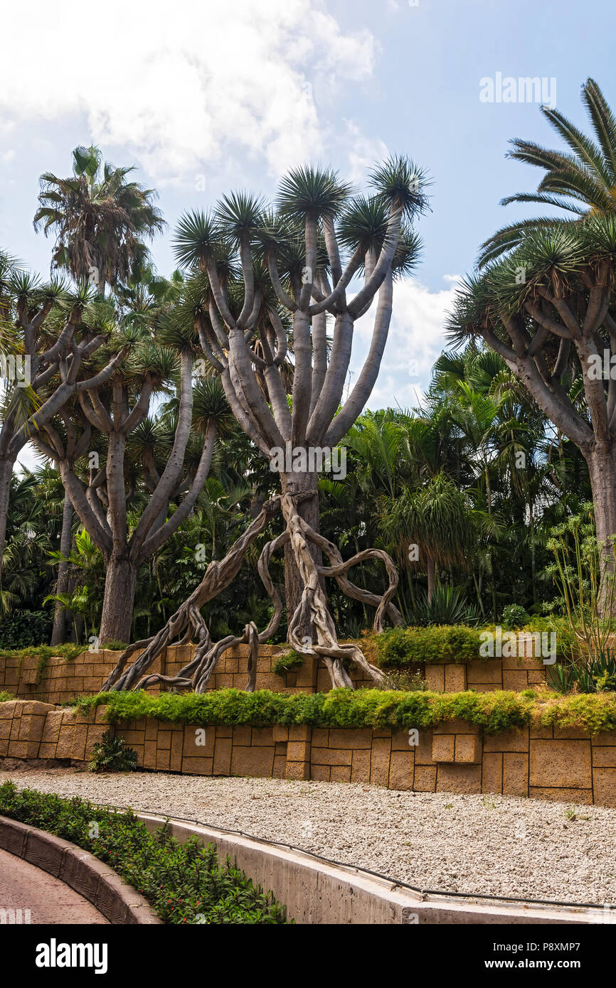 Wildlife and vegetation. Dracaena (dragon tree) with powerful roots and ...