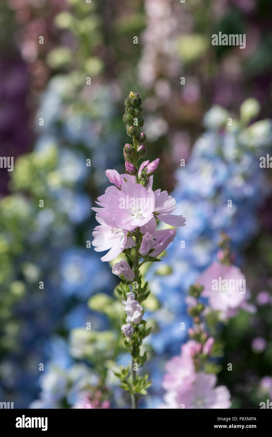 Sidalcea 'Elsie Heugh’. Prairie mallow 'Elsie Heugh' / False Mallow ...