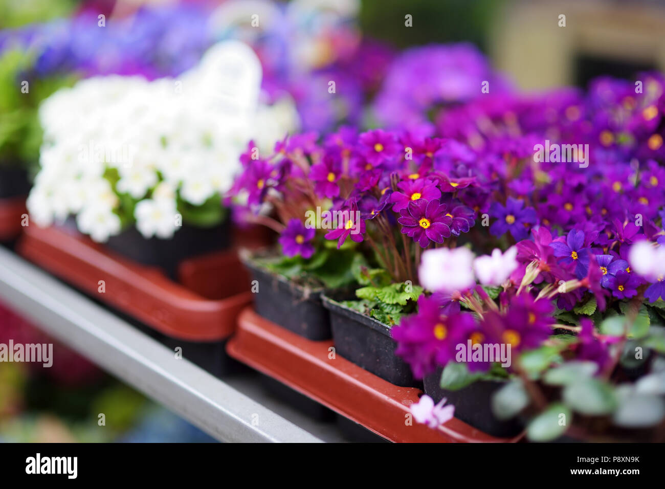 Beautiful colorful flowers sold in outdoor flower shop in small town in ...