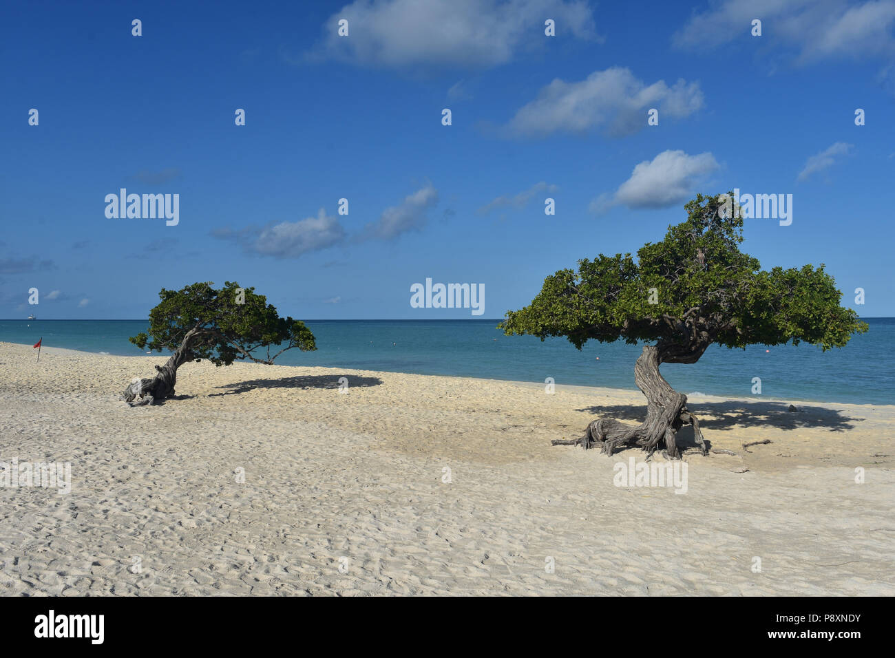 Beautiful white sand beach with iconic divi trees Stock Photo - Alamy