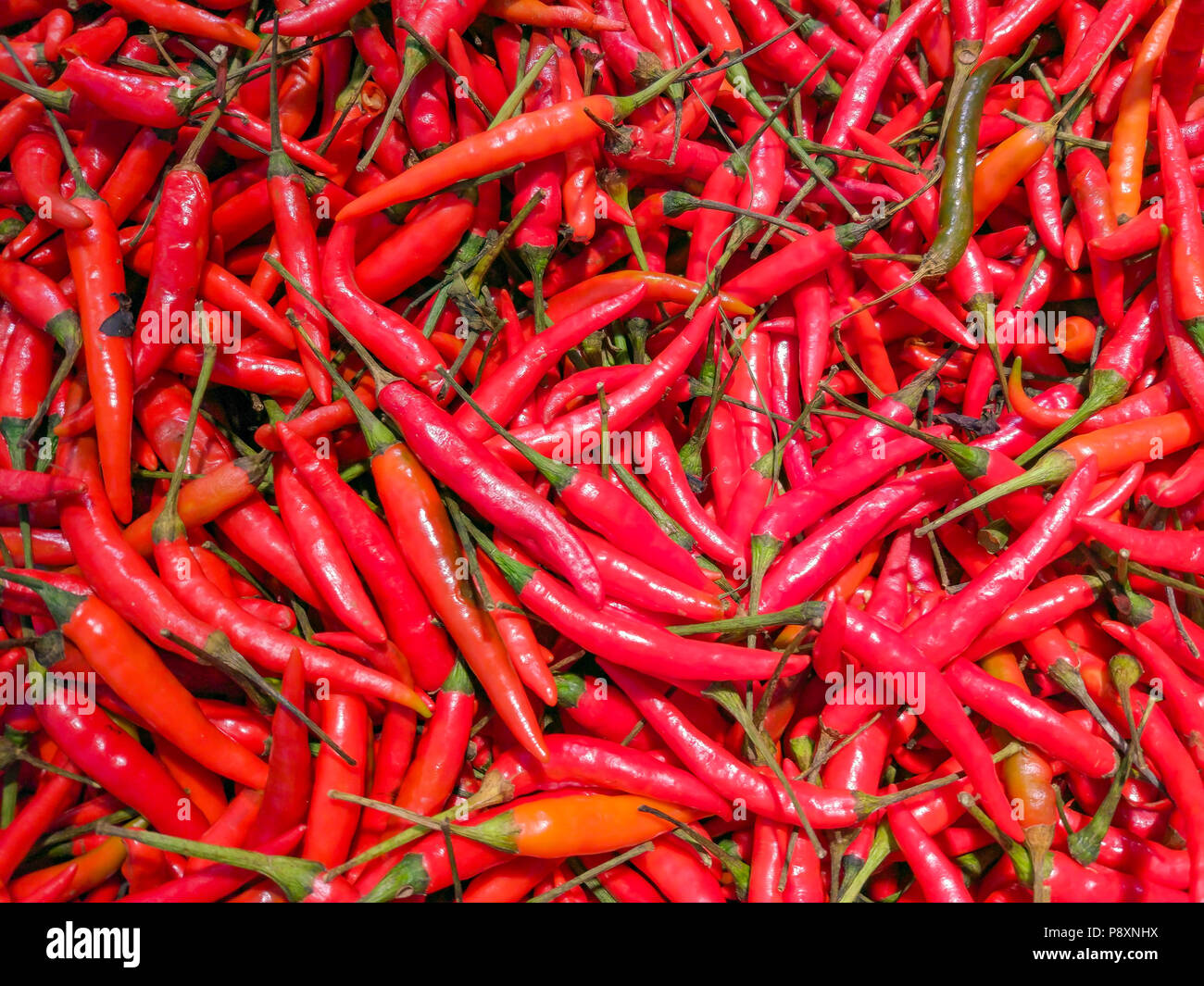 Plenty of red chilli Stock Photo - Alamy