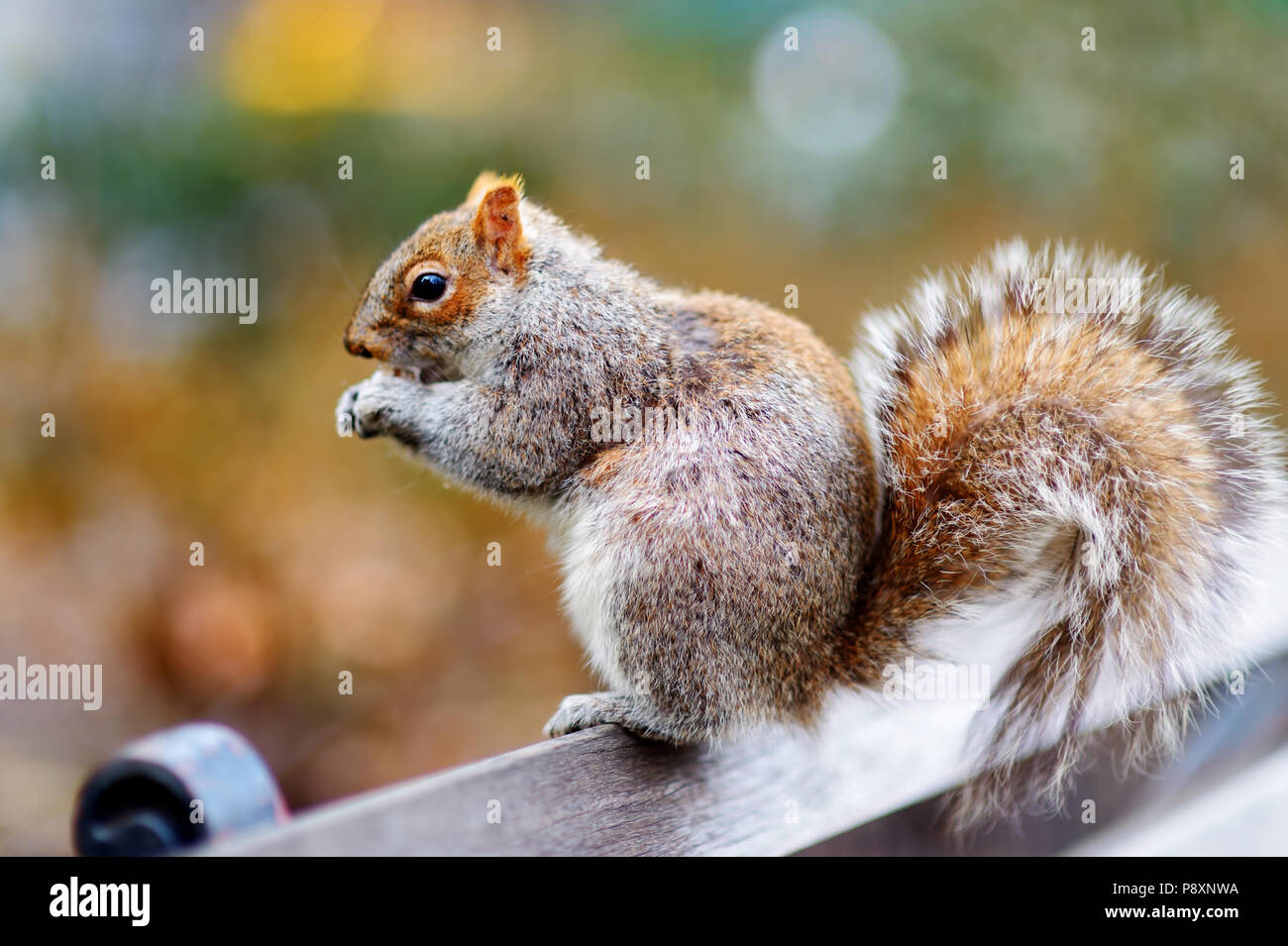 Eastern gray squirrel in central park hi-res stock photography and ...