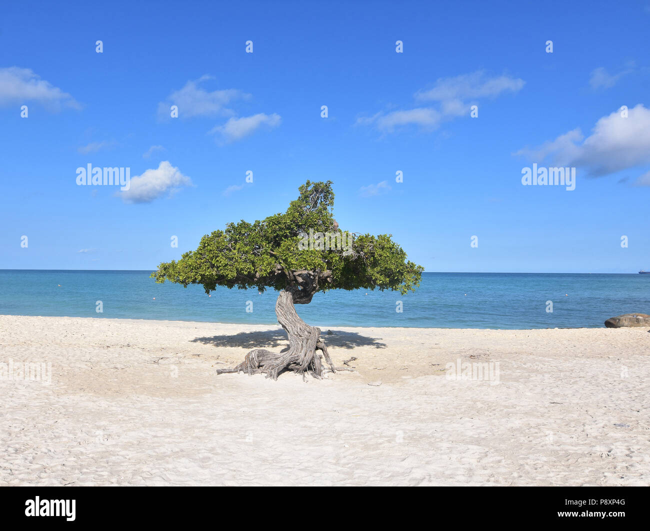 Iconic tree aruba hi-res stock photography and images - Alamy