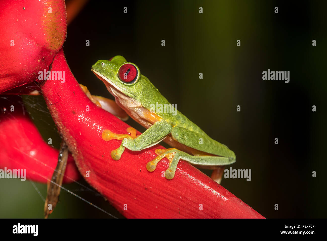 Red-eyed tree frog, Costa Rica Stock Photo - Alamy