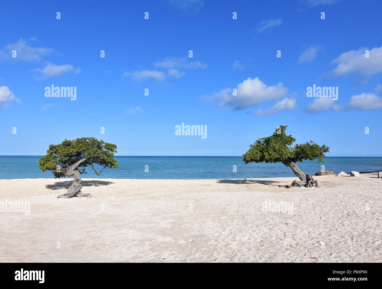 Aruba divi divi trees on a white sand beach Stock Photo - Alamy