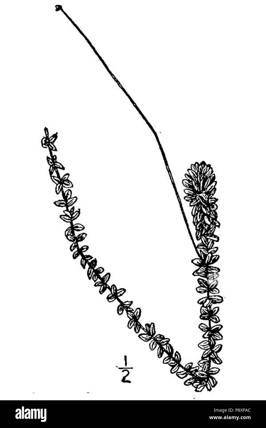 . 274 Elodea canadensis1 Stock Photo - Alamy