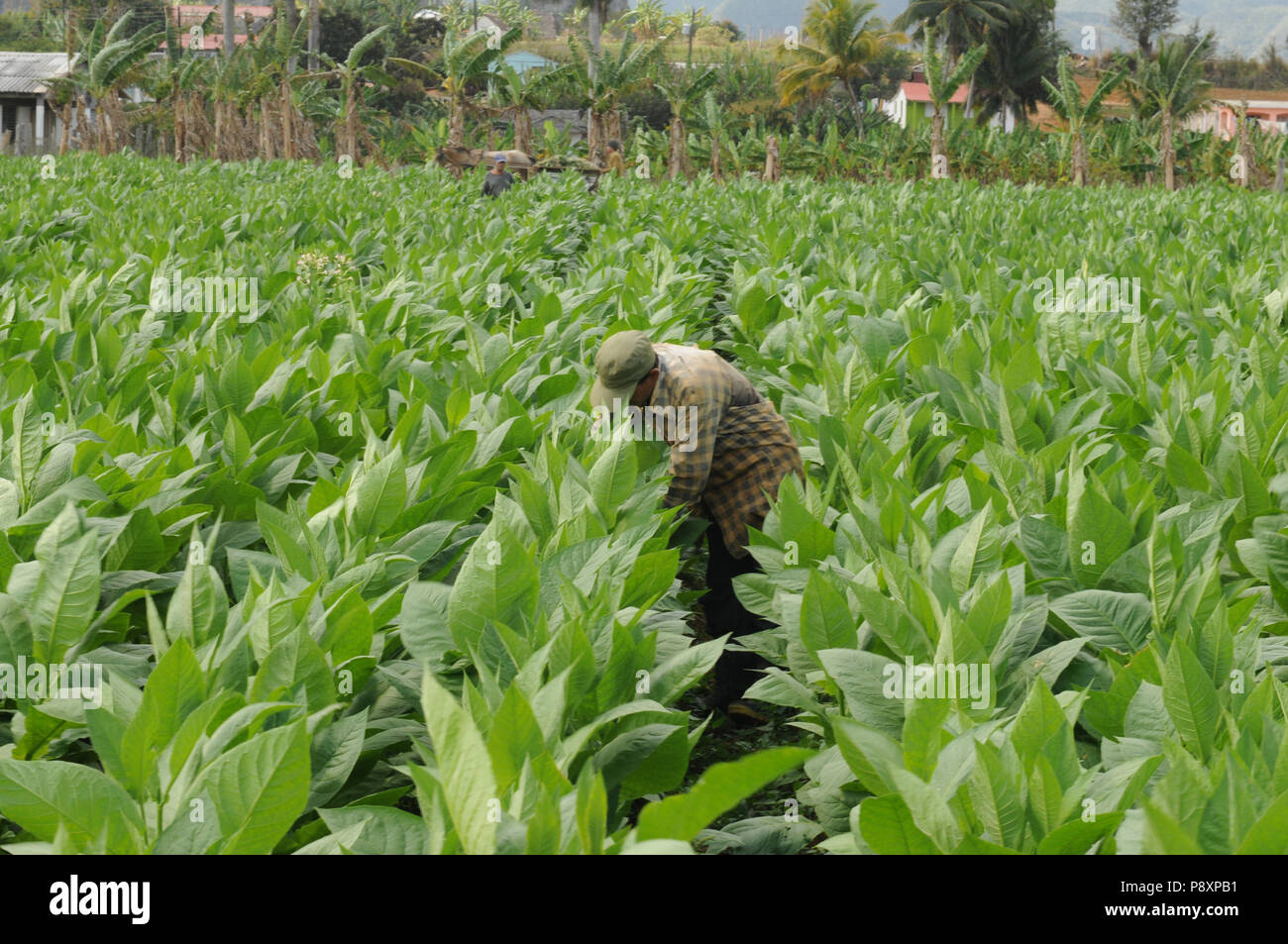 Cuban tabacco farmer working in the middle of his plantation in Vinales ...