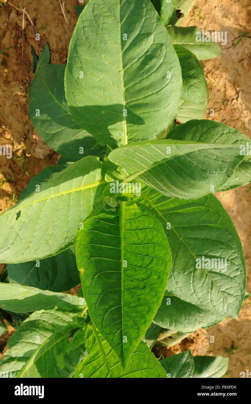Tabacco plants hi-res stock photography and images - Alamy