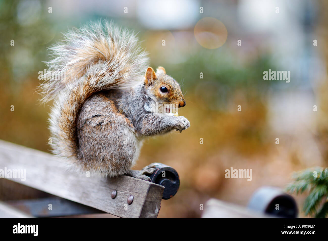 Eastern gray squirrel in Central Park in New York, USA Stock Photo - Alamy