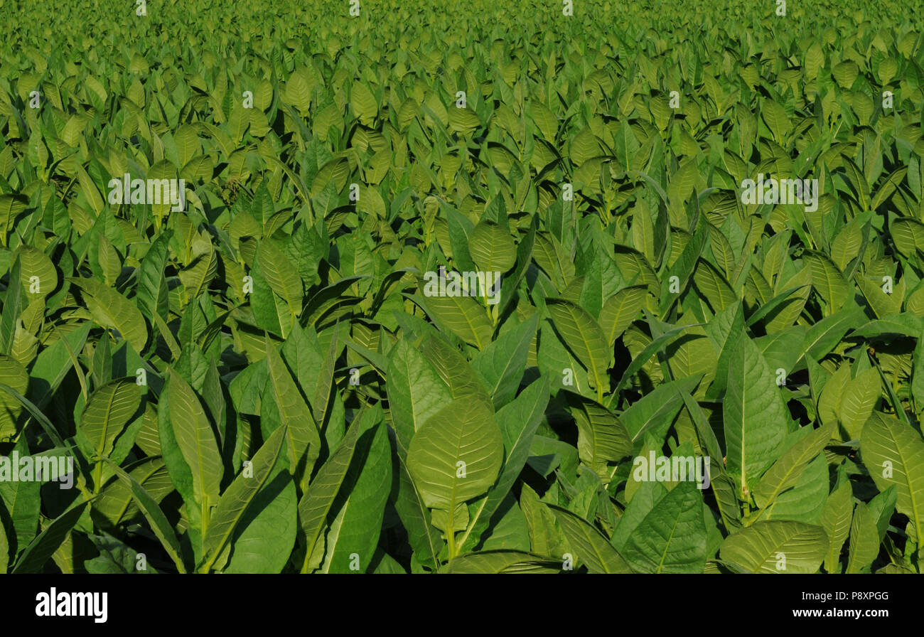 Tabacco plants hi-res stock photography and images - Alamy