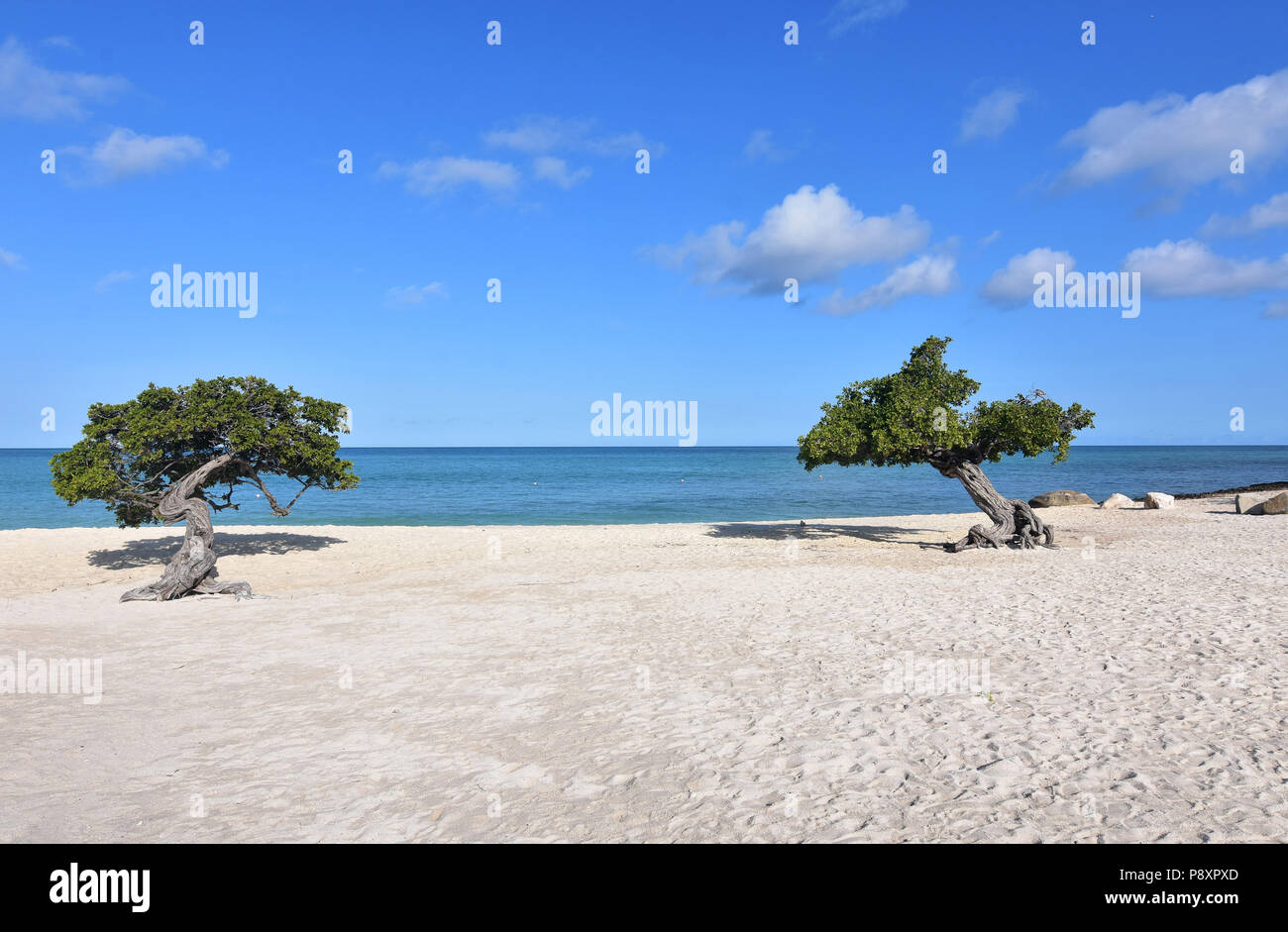 Aruba's iconic divi trees along the beach in Aruba Stock Photo - Alamy