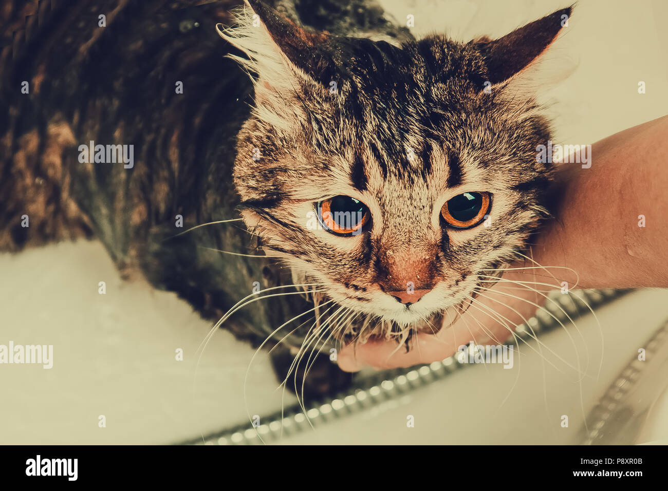 Disgruntled cat hi-res stock photography and images - Alamy