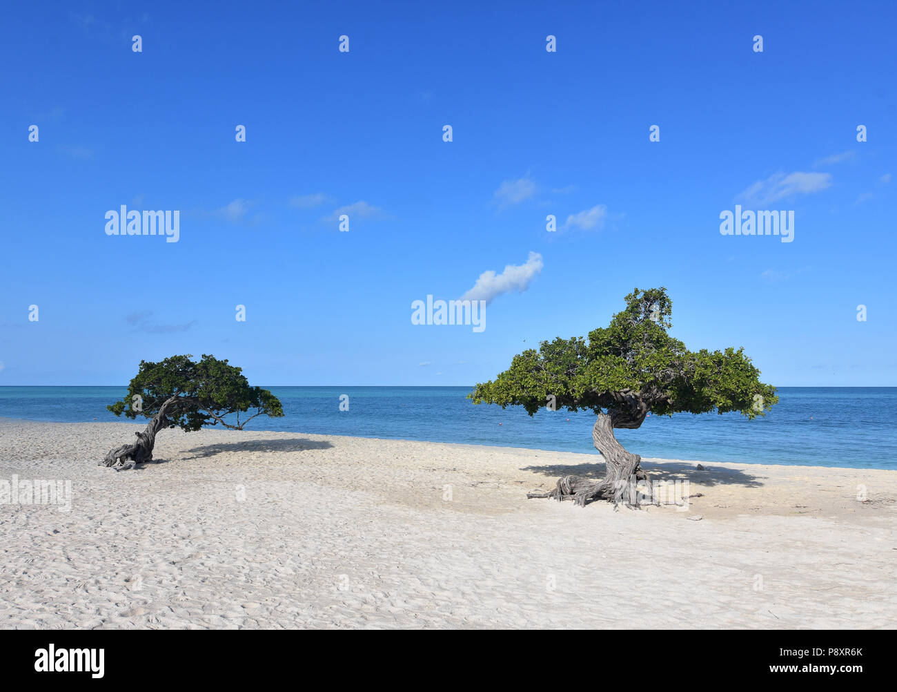 Aruba watapana trees hi-res stock photography and images - Alamy