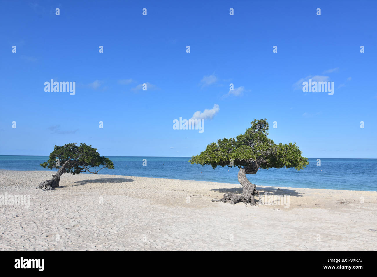 Coast of Eagle Beach with a pair of divi trees Stock Photo - Alamy