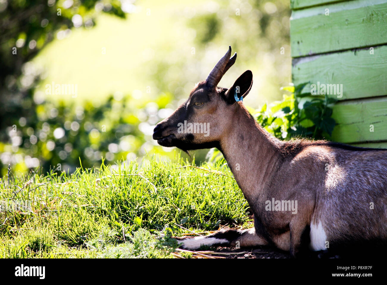 Goat's milk uk hi-res stock photography and images - Alamy