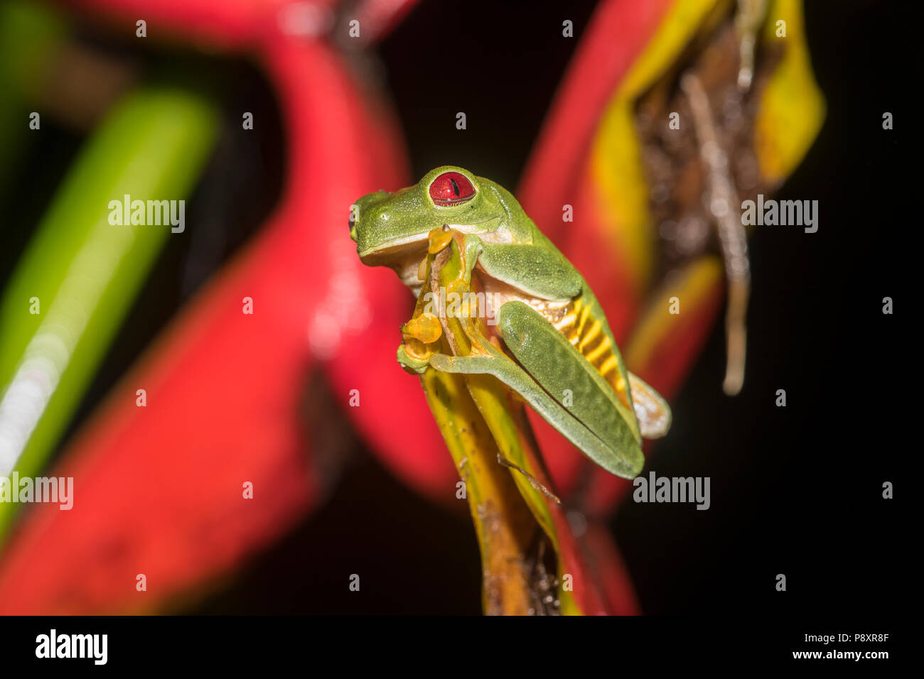 Red-eyed tree frog, Costa Rica Stock Photo - Alamy