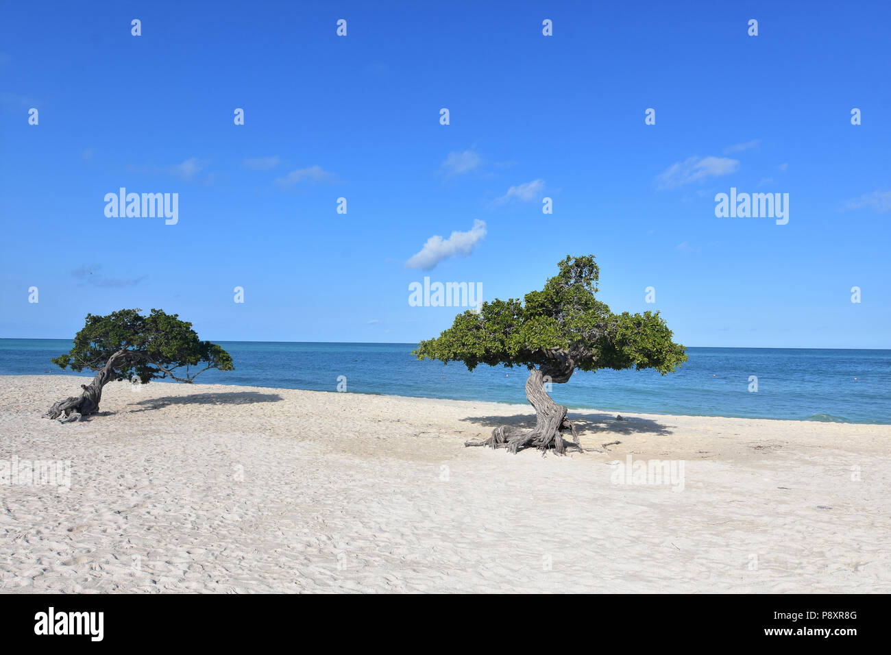 Gorgeous pair of divi trees on the beach in Aruba Stock Photo - Alamy