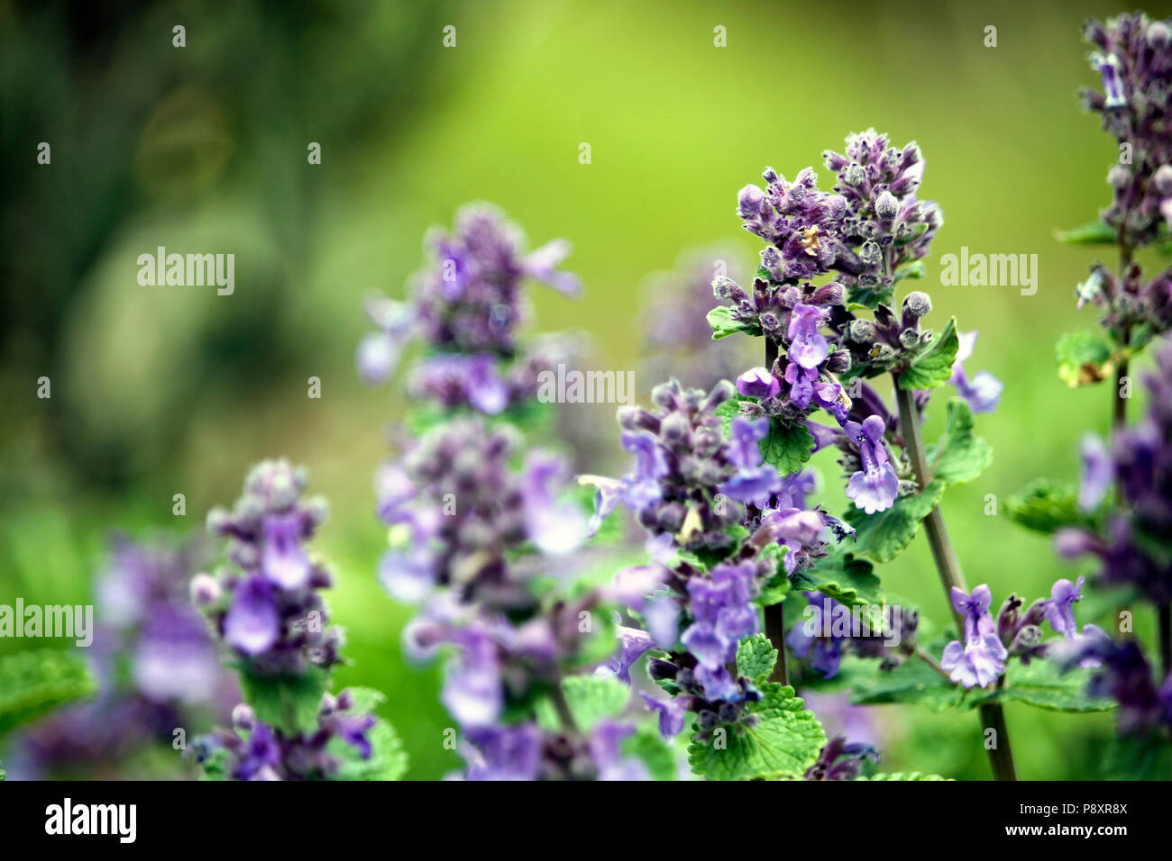 Flowers in Devon Stock Photo - Alamy