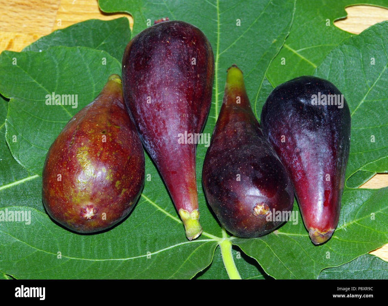 Fig Tree With Fruits High Resolution Stock Photography and Images - Alamy