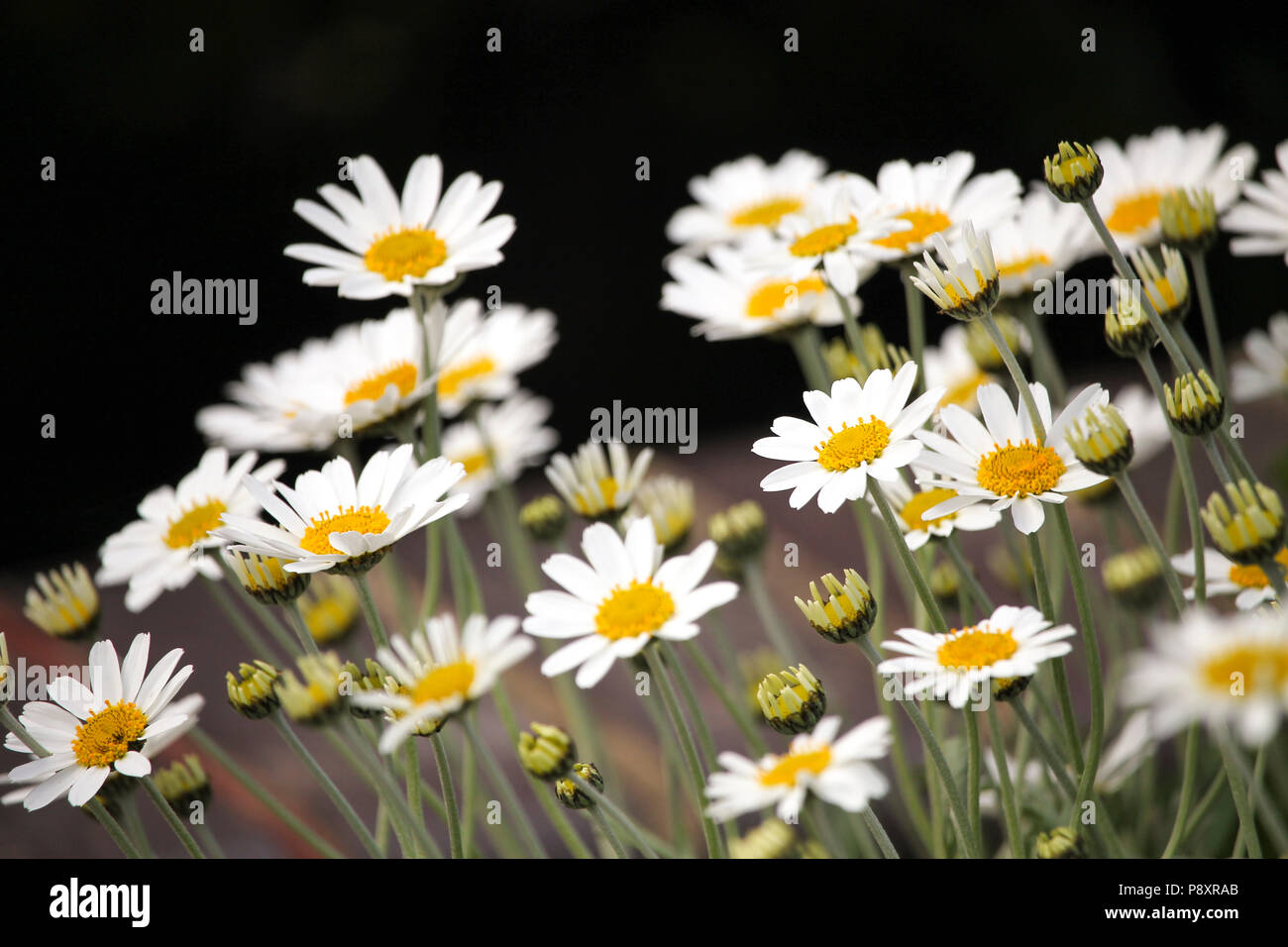 Flowers in Devon Stock Photo - Alamy