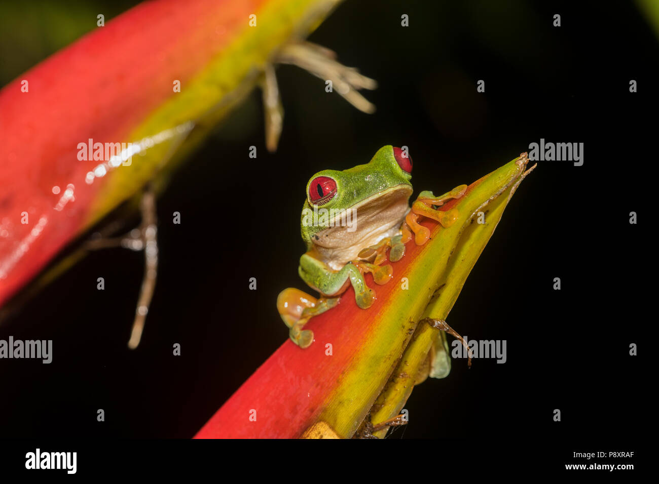 Red-eyed tree frog, Costa Rica Stock Photo - Alamy