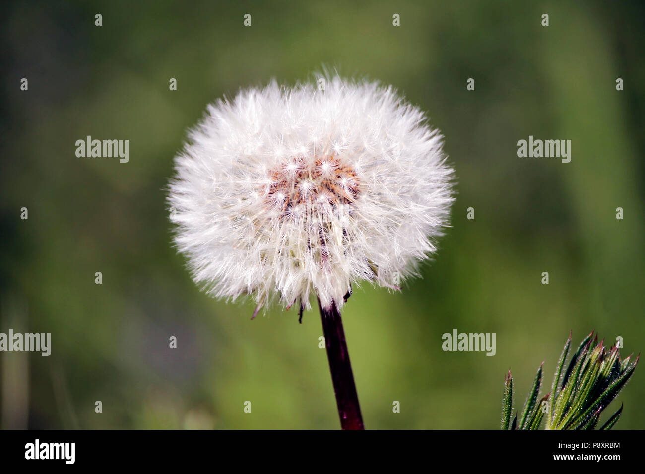 Flowers in Devon Stock Photo - Alamy
