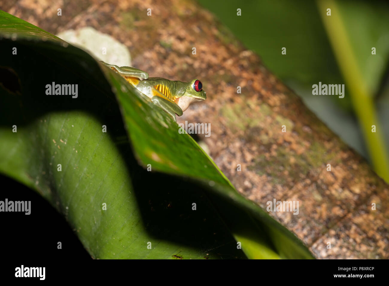 Red-eyed tree frog, Costa Rica Stock Photo - Alamy