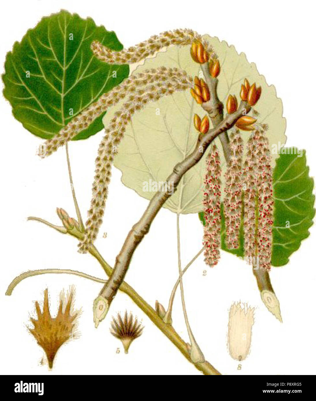 . 468 Populus tremula asp Stock Photo - Alamy