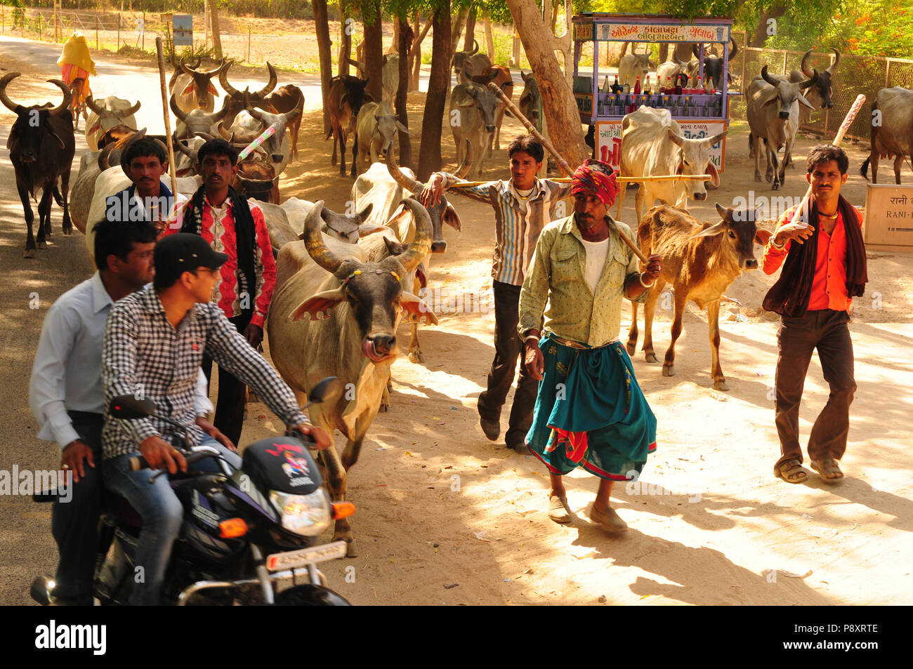 Gujarat street-traffic: peoples, animals, motorbikes and cars in the ...