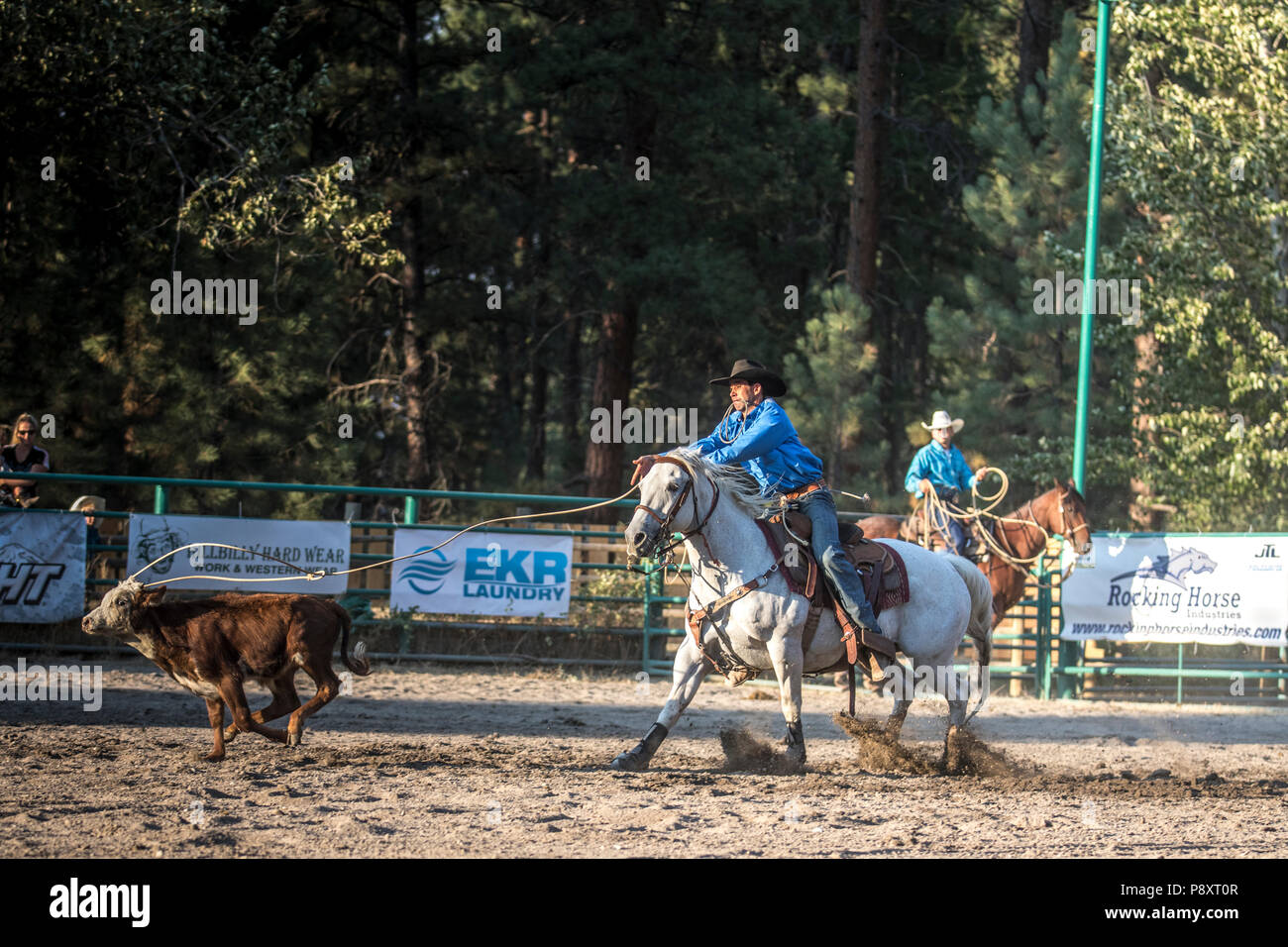 Tie Down Roping, Rodeo. Man vs calf in a timed event. Exciting, speed ...