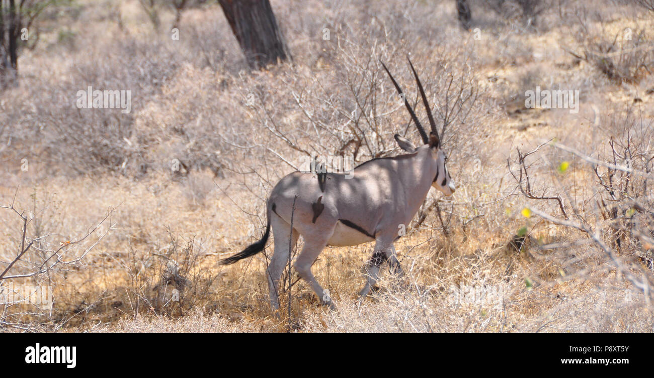Joy's (Joy Adamson) Camp between Shaba & Samburu Nationalparks in Kenya ...