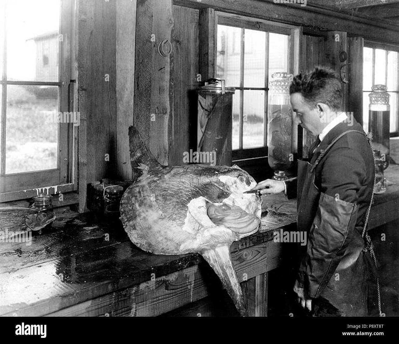 Fish dissection hi-res stock photography and images - Alamy