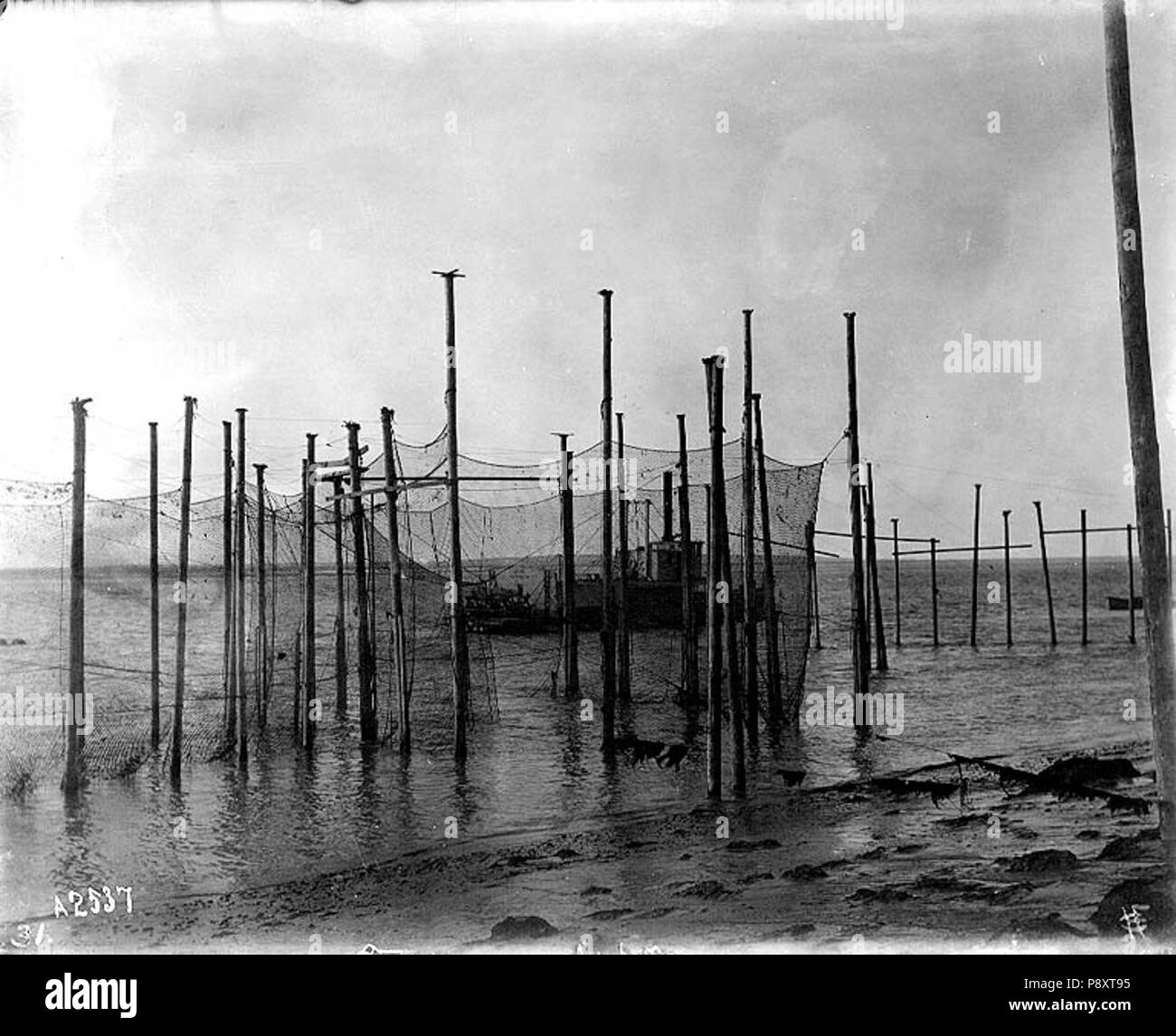 Alaskan fish Black and White Stock Photos & Images - Alamy