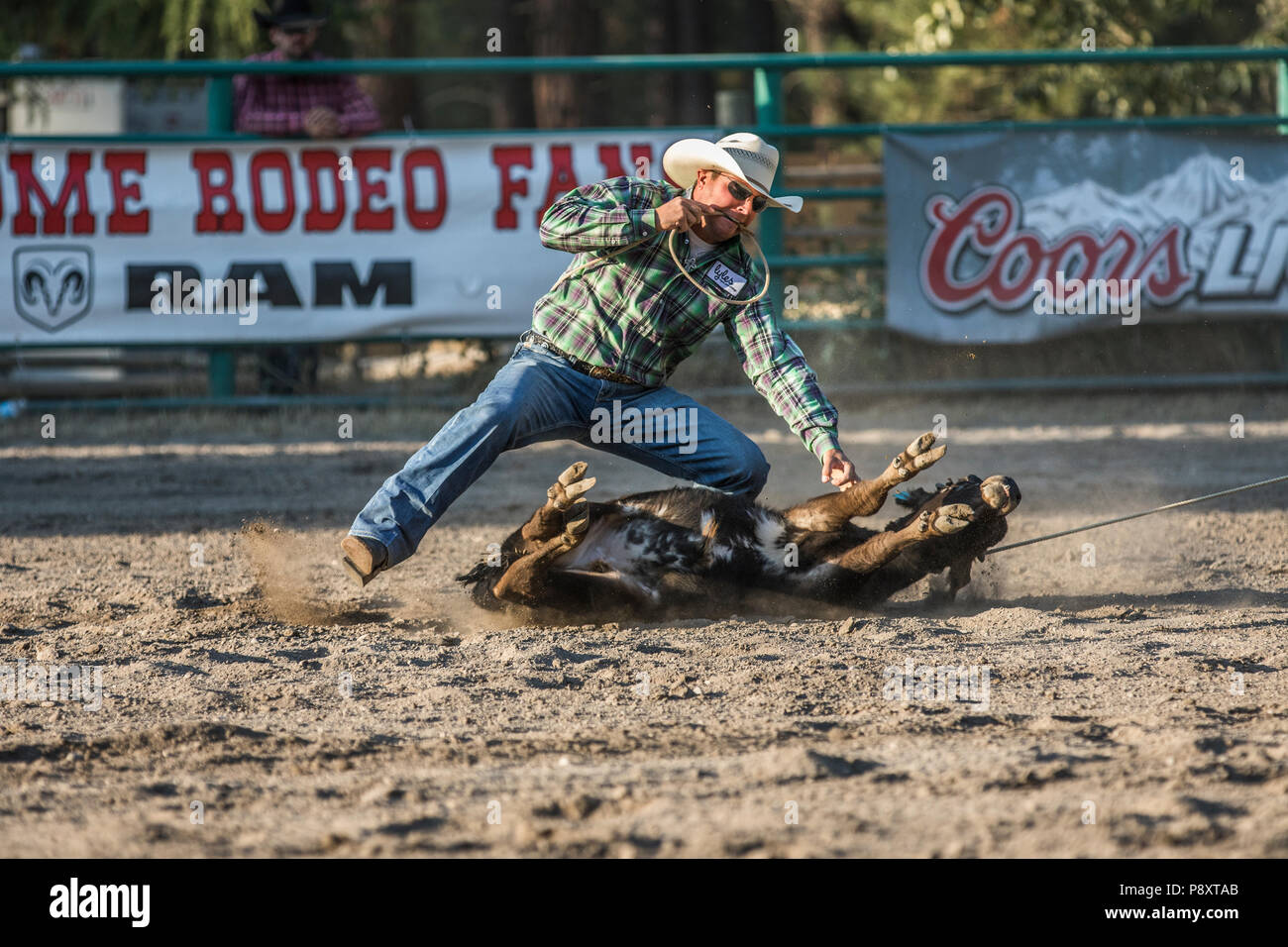 Tie Down Roping, Rodeo. Man vs calf in a timed event. Exciting, speed ...