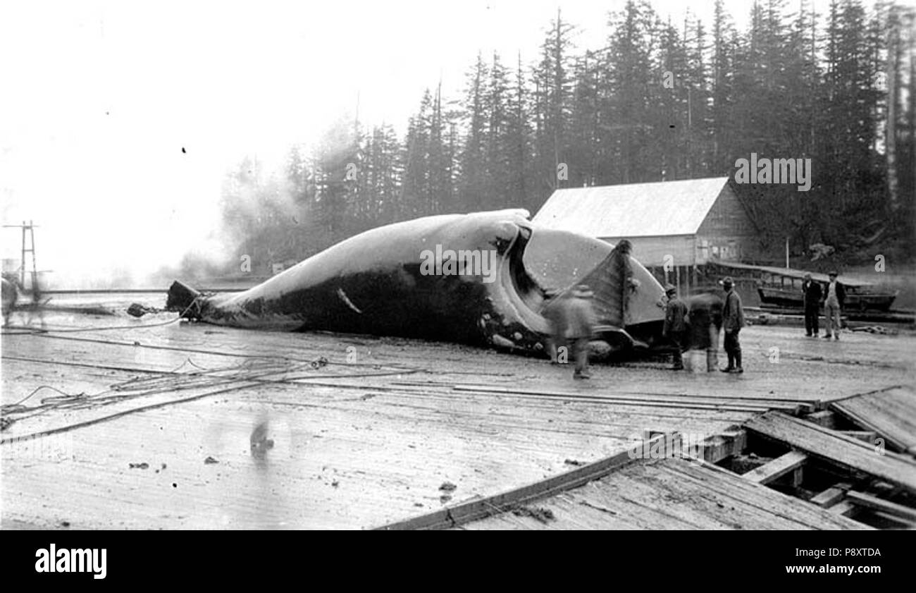 Flensing hi-res stock photography and images - Alamy