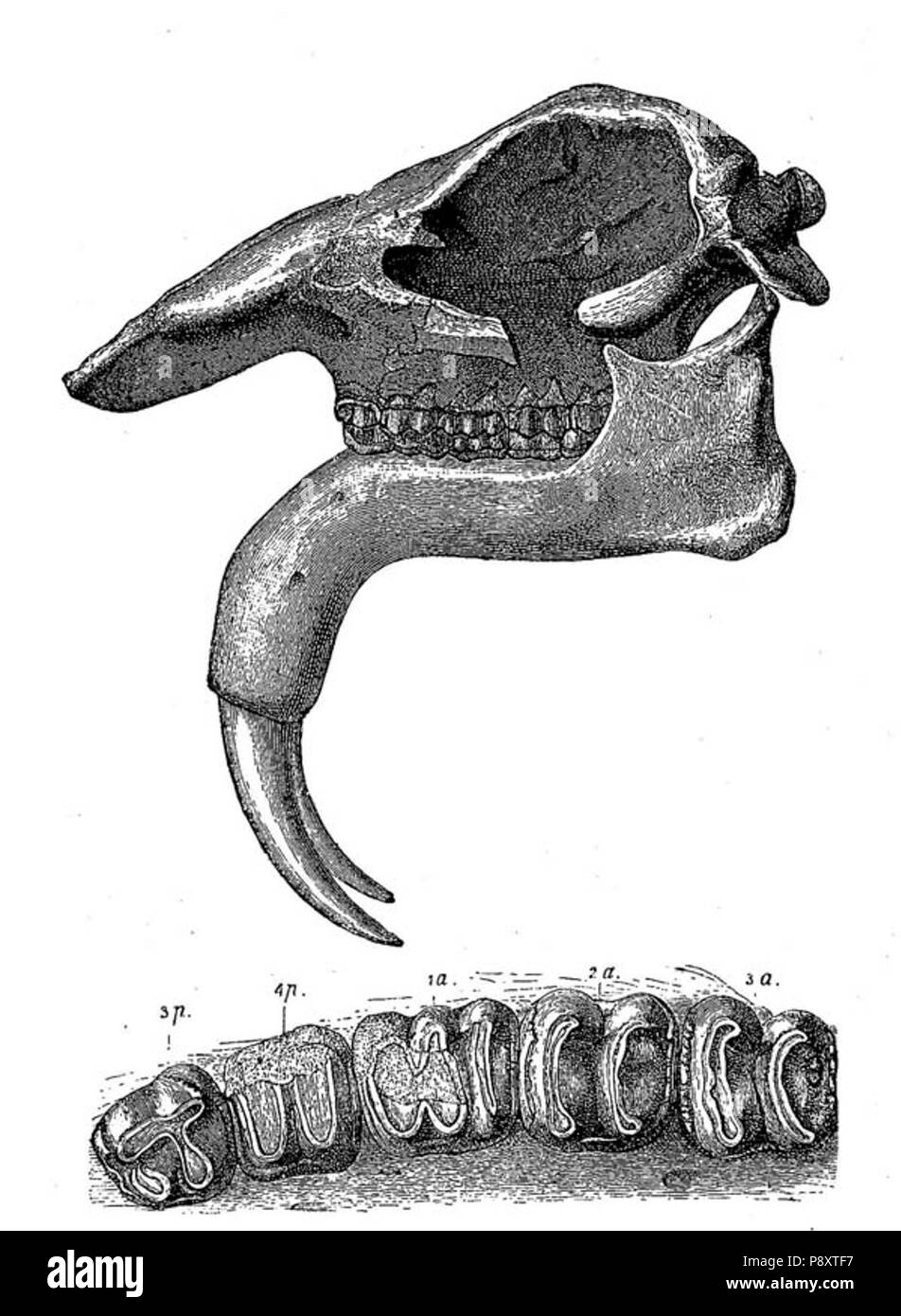 Ancient habitats Cut Out Stock Images & Pictures - Alamy