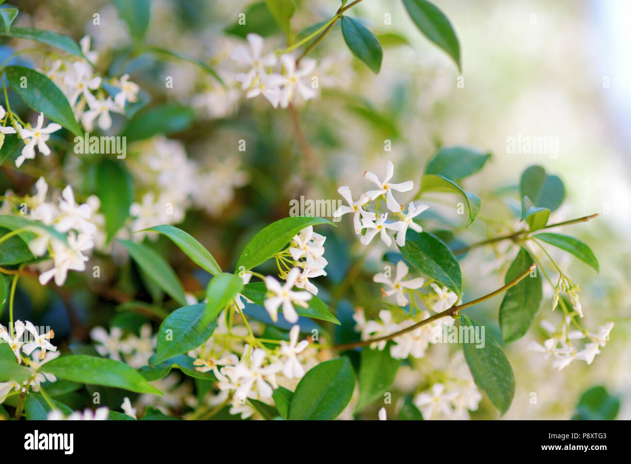 Star jasmine flowers on a blooming jasmine bush Stock Photo - Alamy