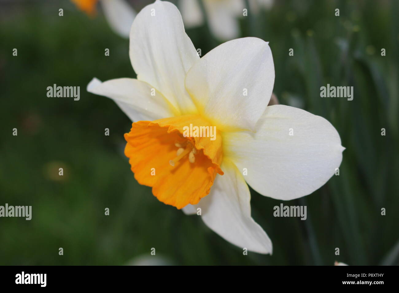 A spring daffodil Stock Photo - Alamy