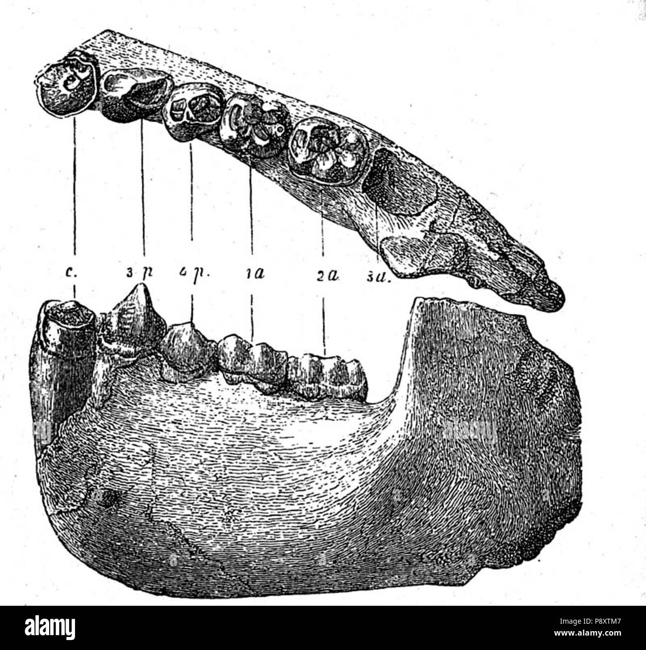. 262 Dryopithecus Fontani jaw Stock Photo - Alamy
