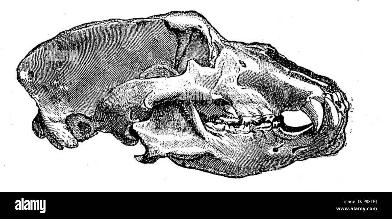 Mammal head study Black and White Stock Photos & Images - Alamy