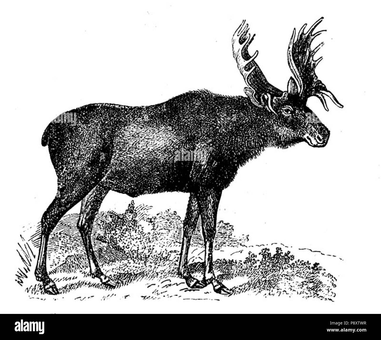 Moose physiology hi-res stock photography and images - Alamy