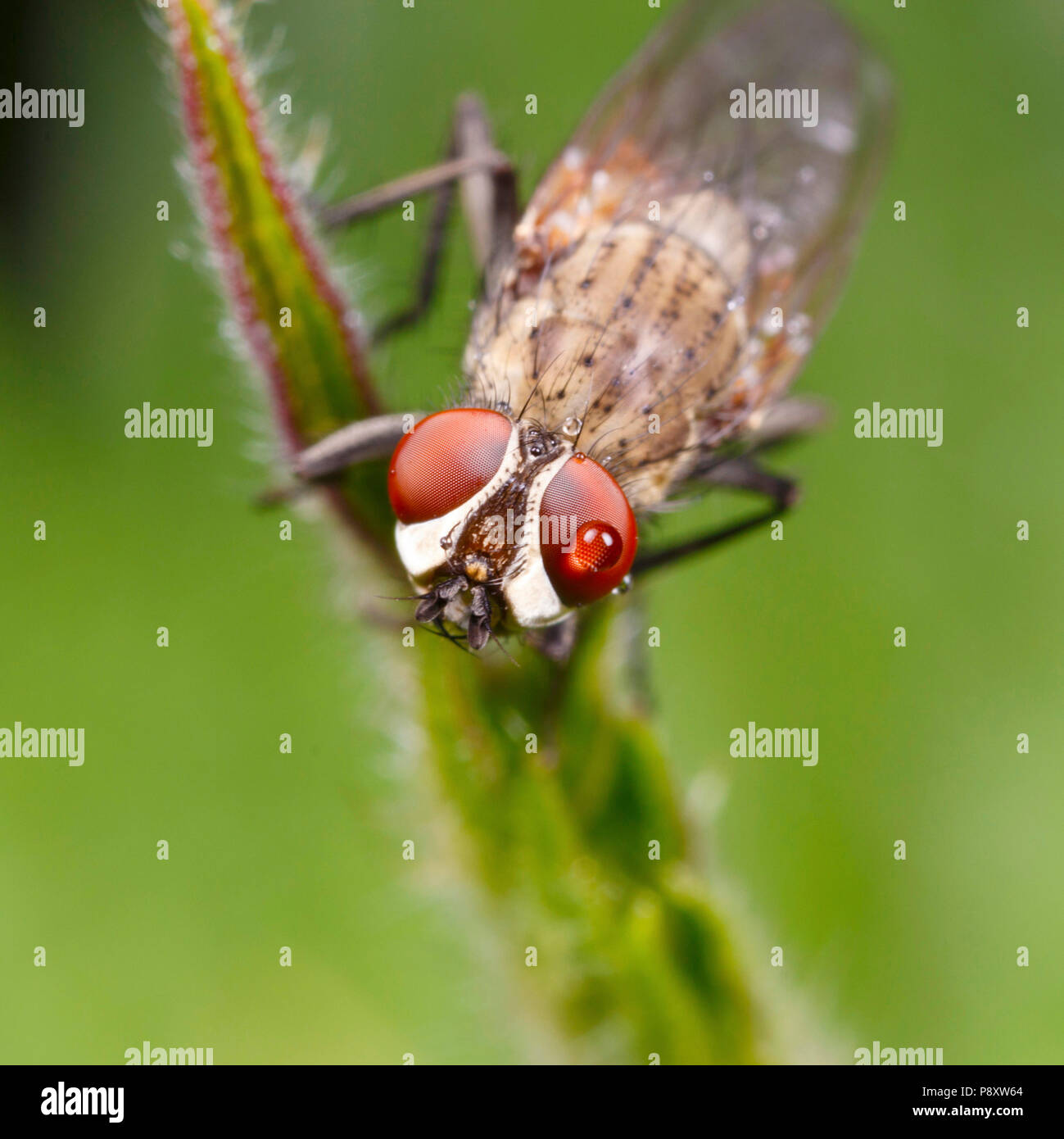 Raindrop on insect hi-res stock photography and images - Alamy